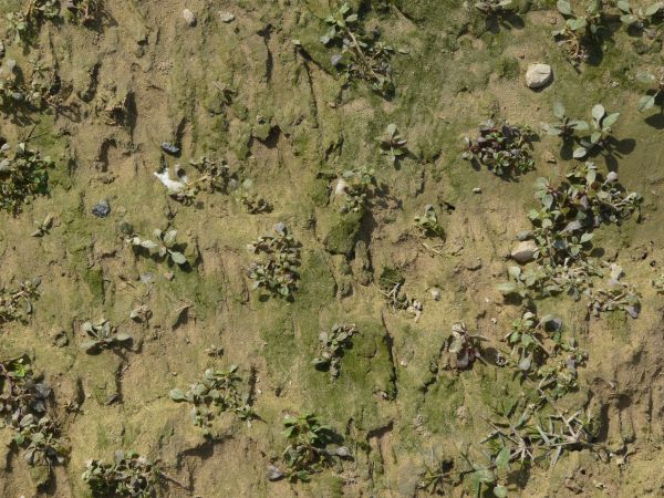 mossy ground texture 0003 - Texturelib